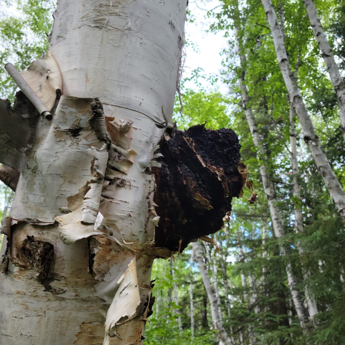 Chaga - Blind Trapper Holistic Foods